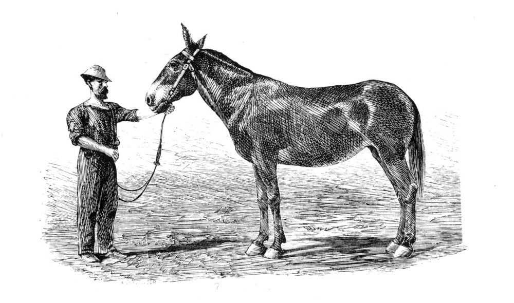 Hold My Mule - Hillside Community Church